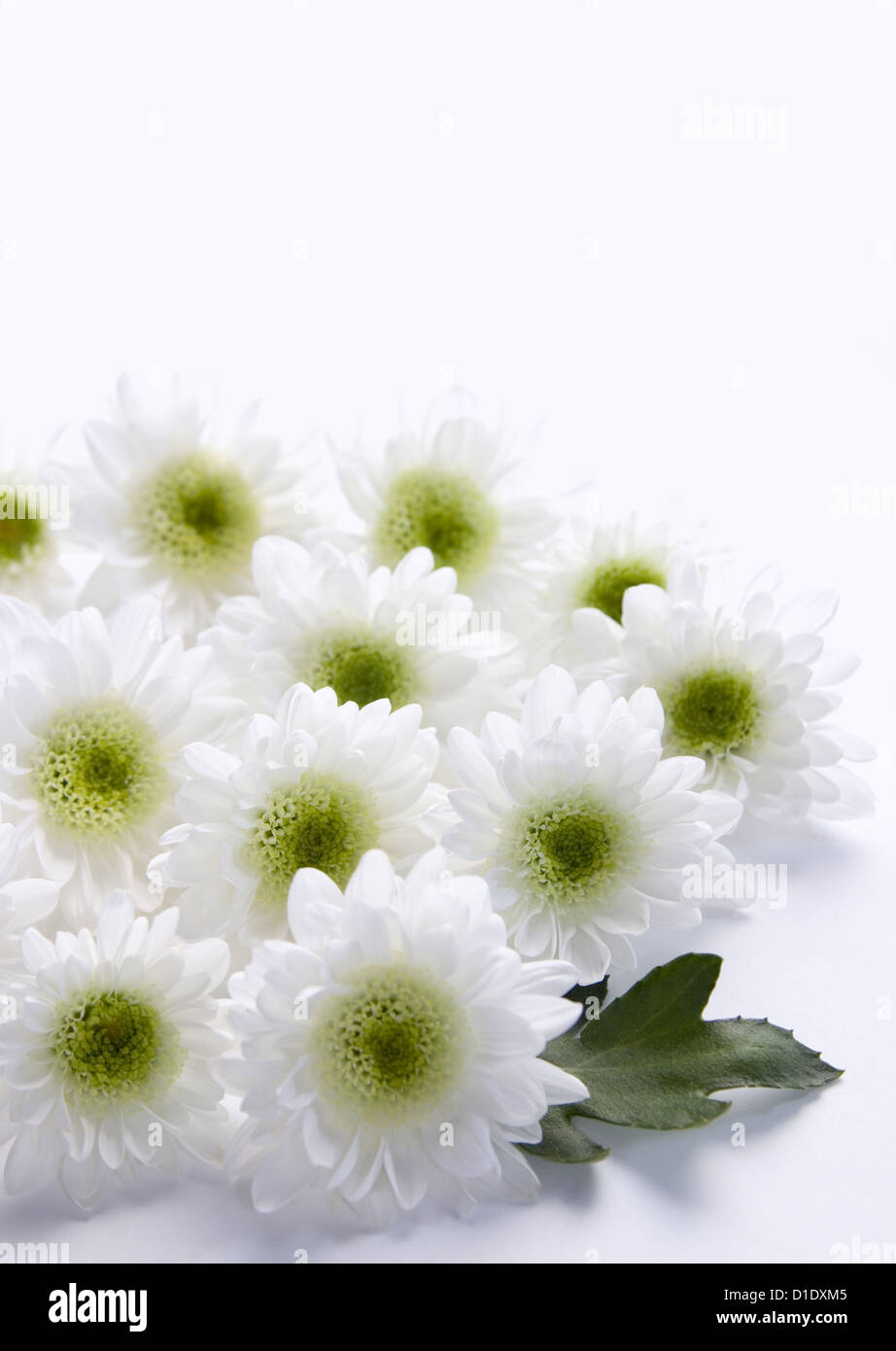 Spray mums hi-res stock photography and images - Alamy