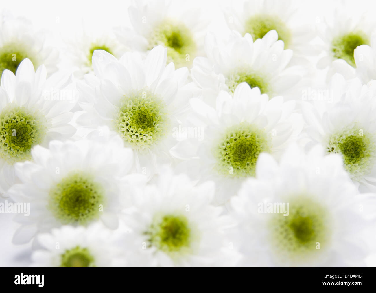 Spray mum hi-res stock photography and images - Alamy