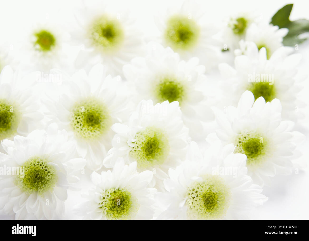 Spray mums hi-res stock photography and images - Alamy