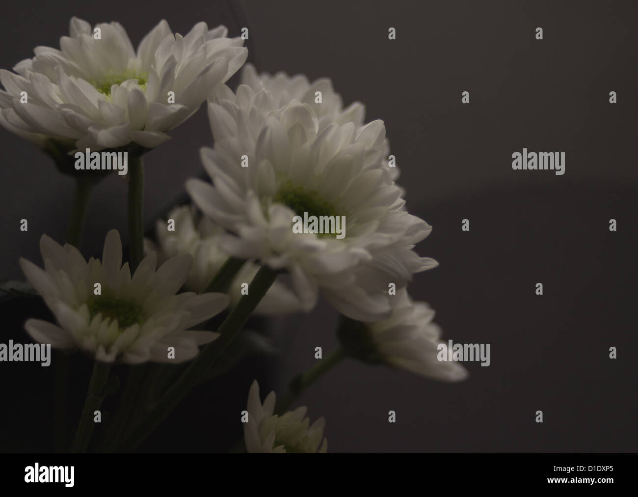 Spray mum hi-res stock photography and images - Alamy