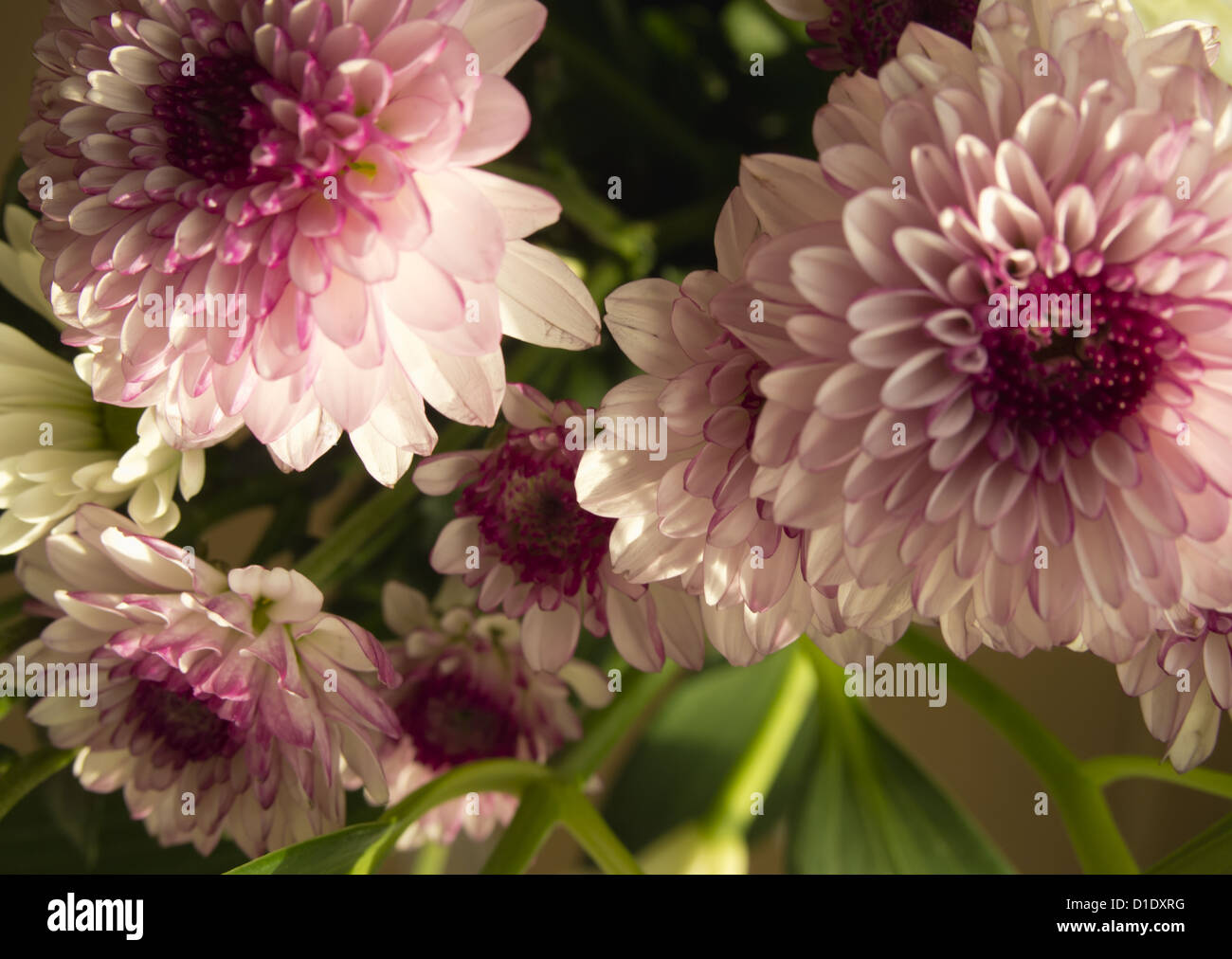 Spray mum hi-res stock photography and images - Alamy