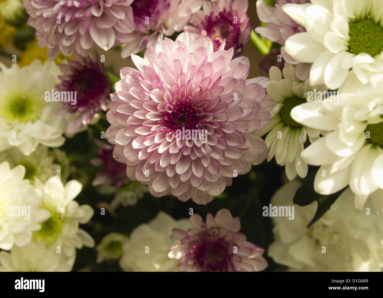 Spray mums hi-res stock photography and images - Alamy