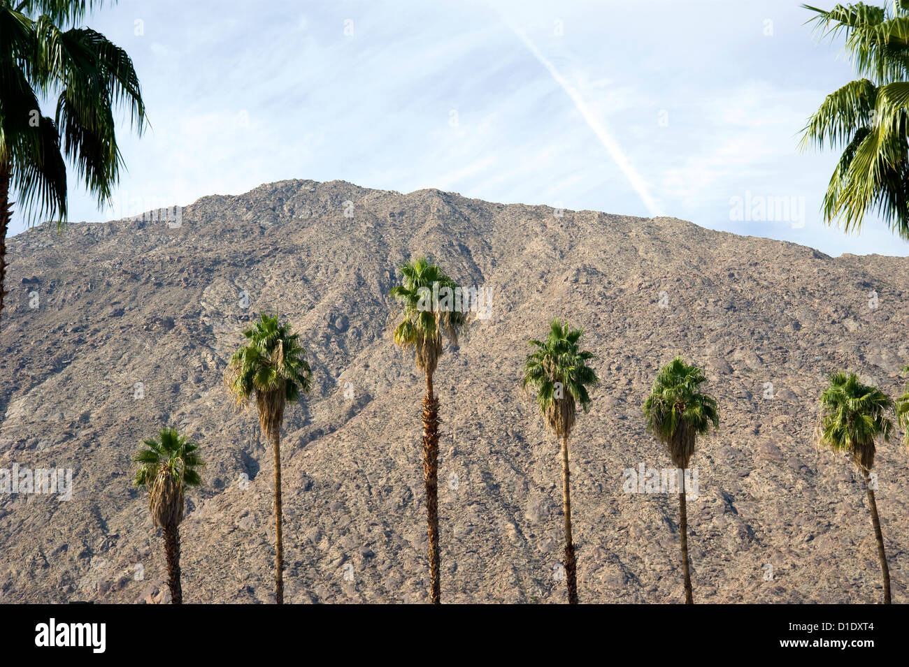 Palm trees against desert hills in Palm Springs, CA Stock Photo - Alamy
