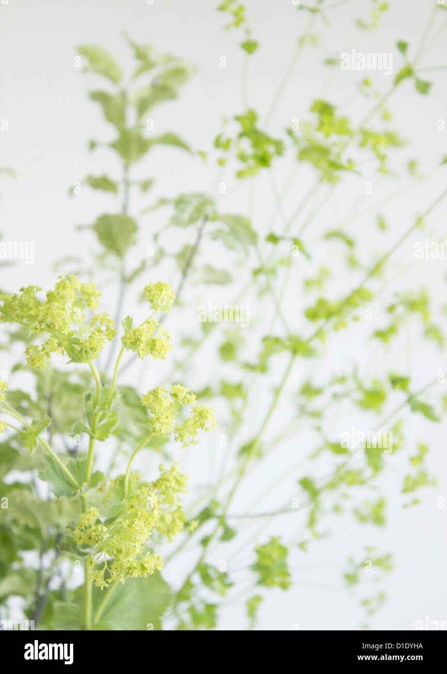 Flowerets hi-res stock photography and images - Alamy