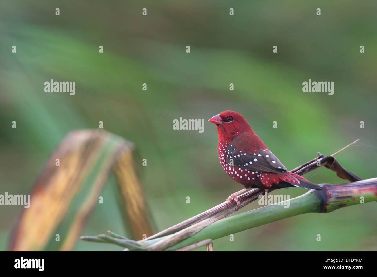 Red munia hi-res stock photography and images - Alamy