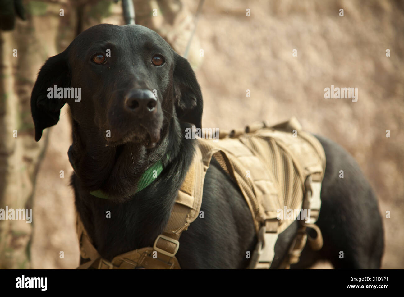 Commando dog hi-res stock photography and images - Alamy