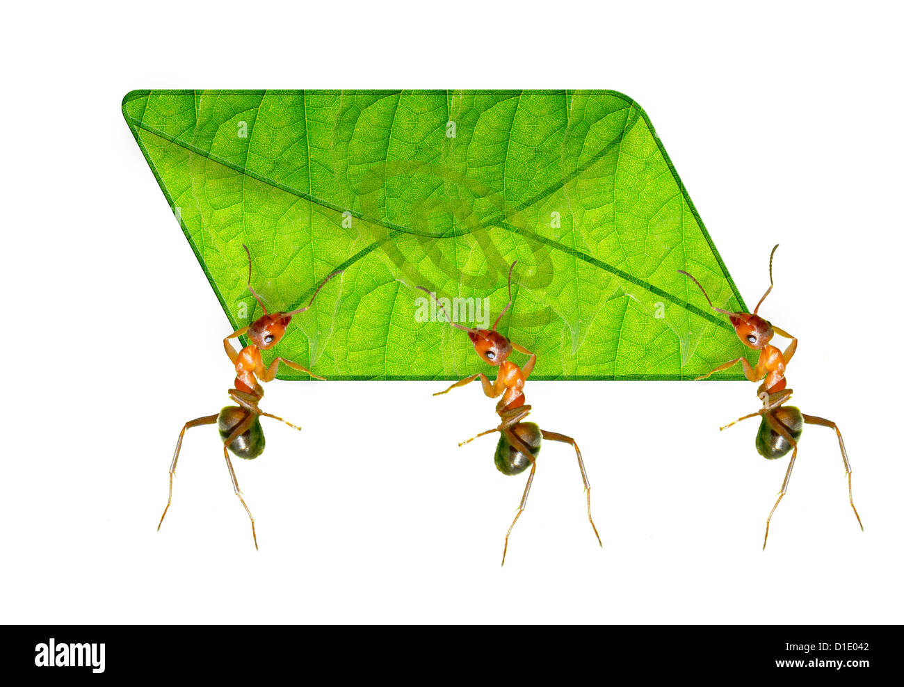 Ants messenger is sending the message Stock Photo - Alamy