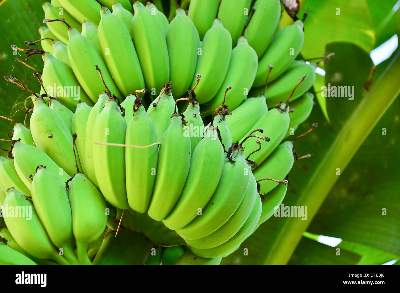 Banana tree with a bunch of bananas Stock Photo - Alamy