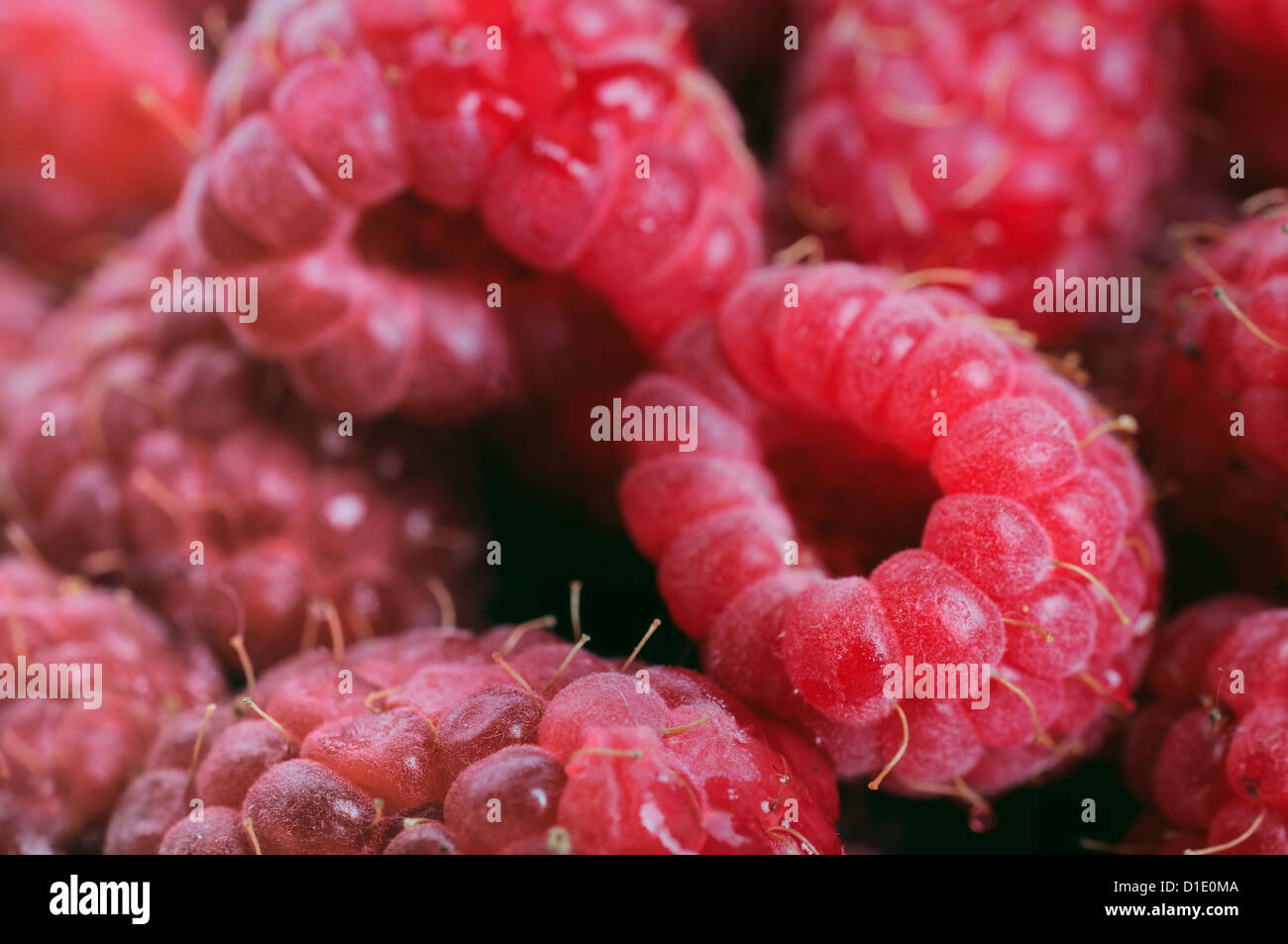 Fresh raspberries background. Shallow depth of field. Focus on right ...