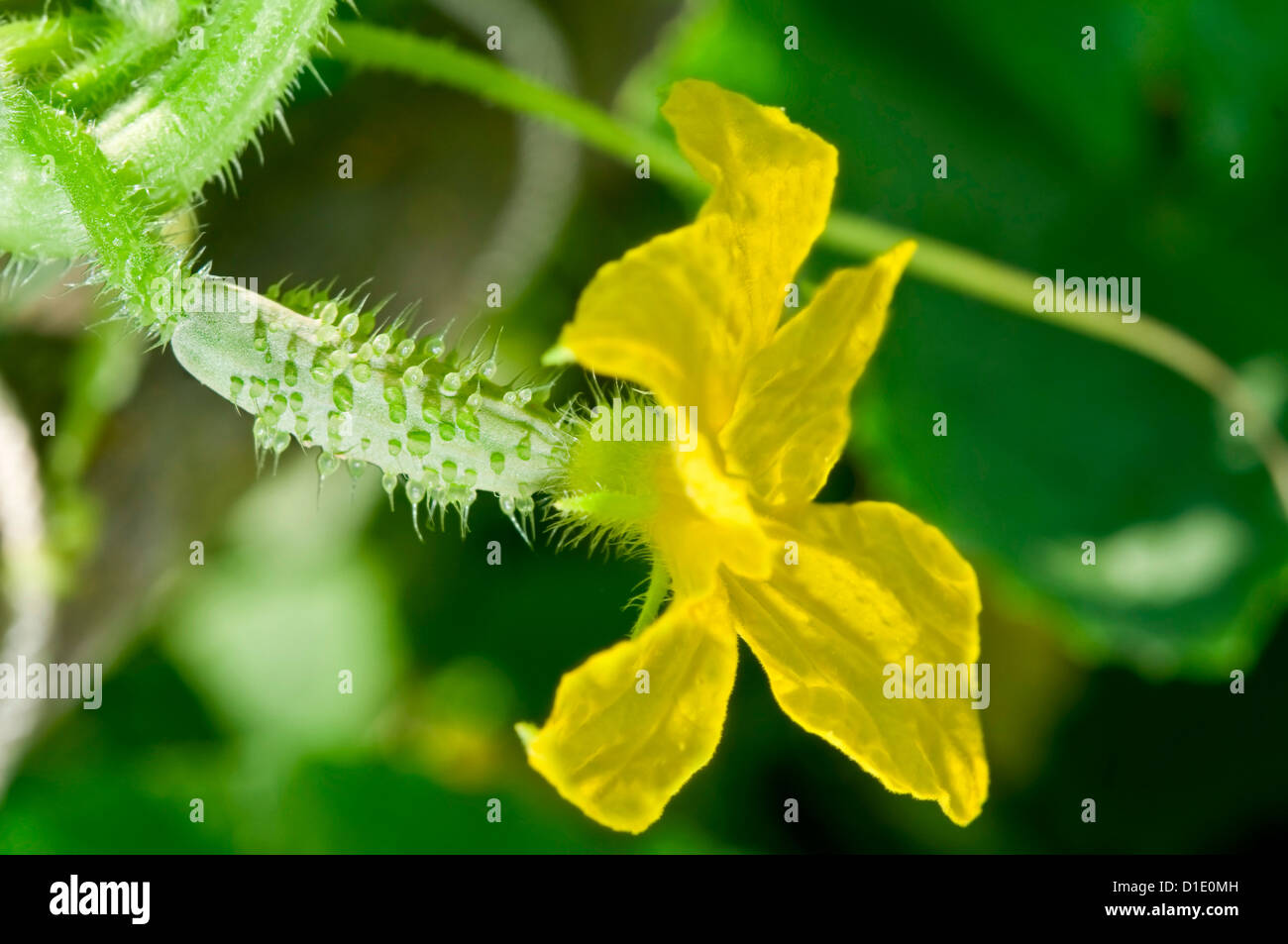 Cucumber plant flower hi-res stock photography and images - Alamy