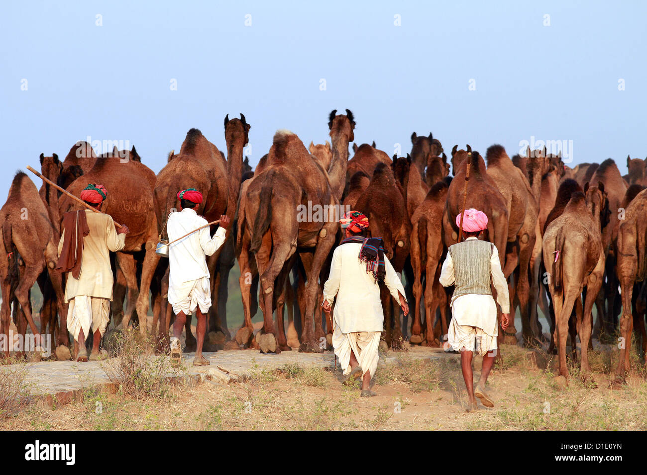 Camel Traders in colorful turban with their Camels at Pushkar fair ...