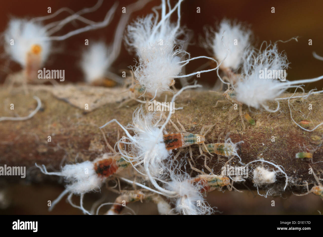 Woolly aphids hi-res stock photography and images - Alamy