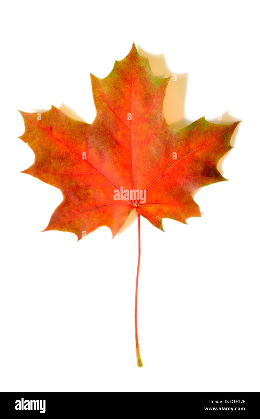 Yellow autumn maple leaf with soft shadows on white background Stock ...