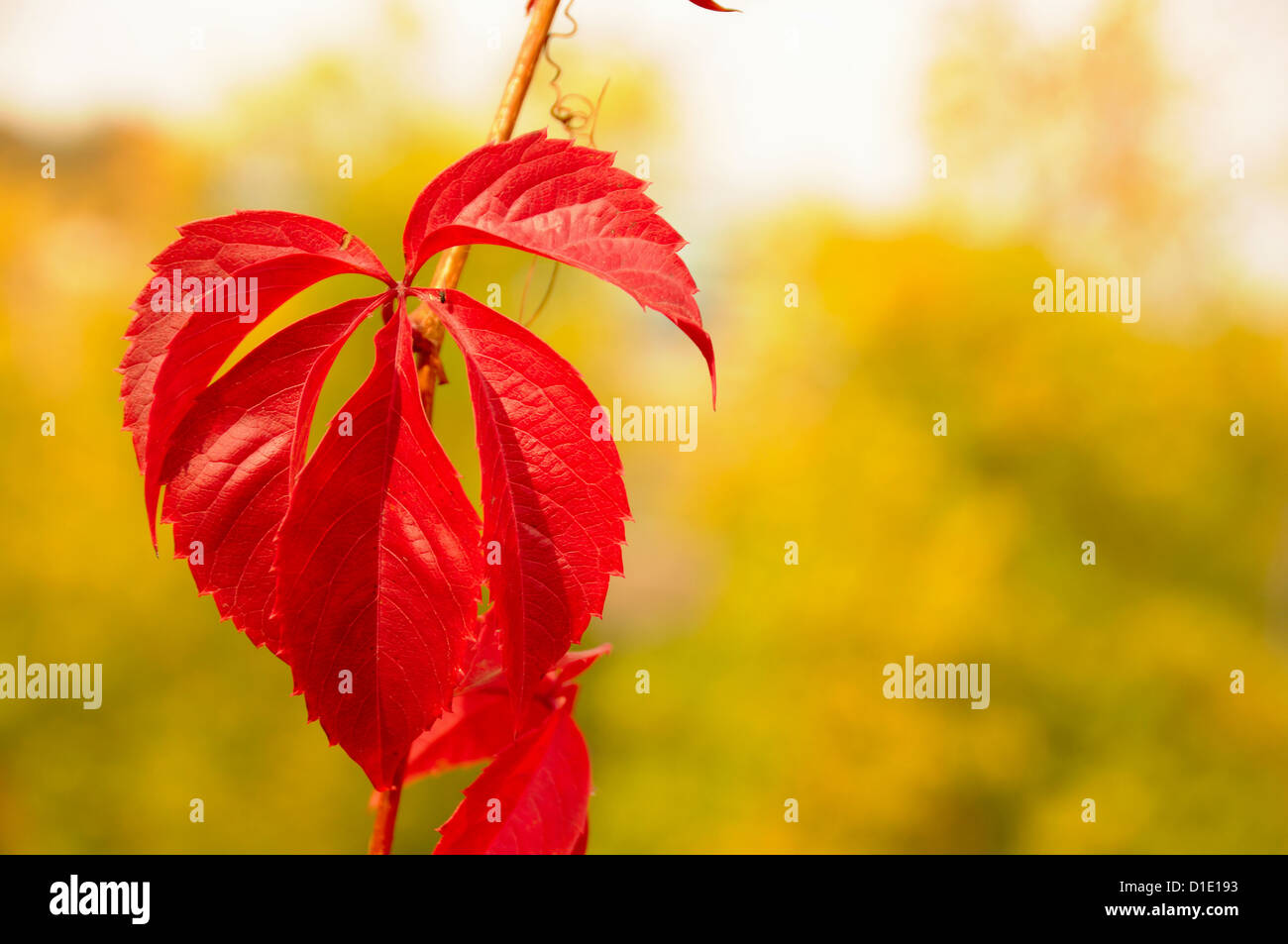 Balsam apple hi-res stock photography and images - Alamy
