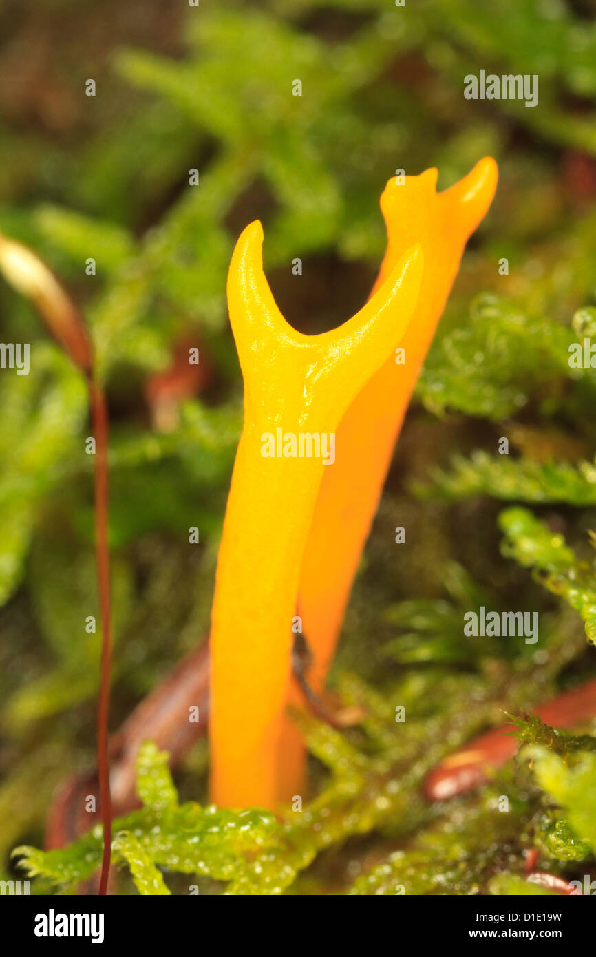 Calocera hi-res stock photography and images - Alamy