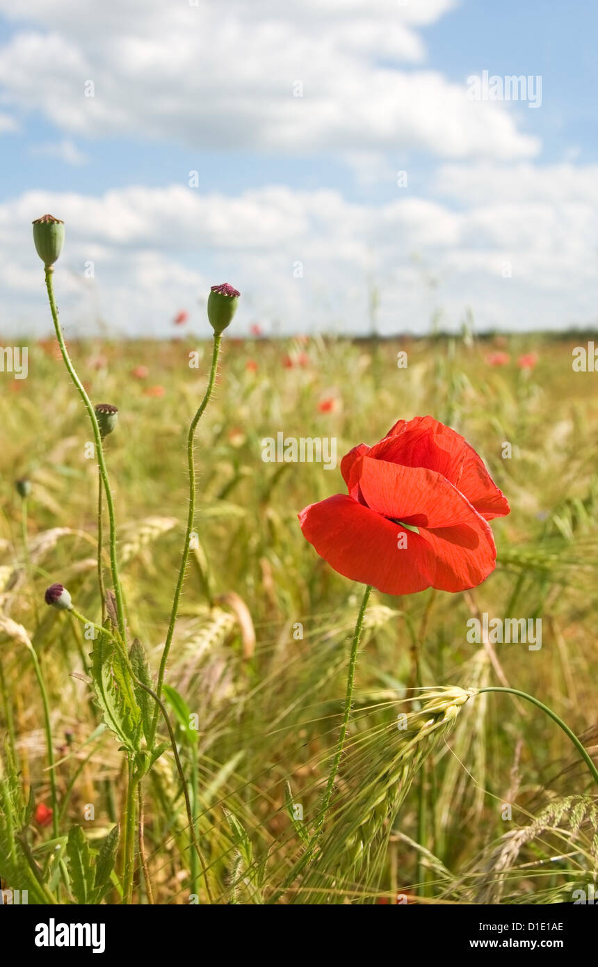 Poppy with fruits in fields of crops and cloudy sky Stock Photo - Alamy