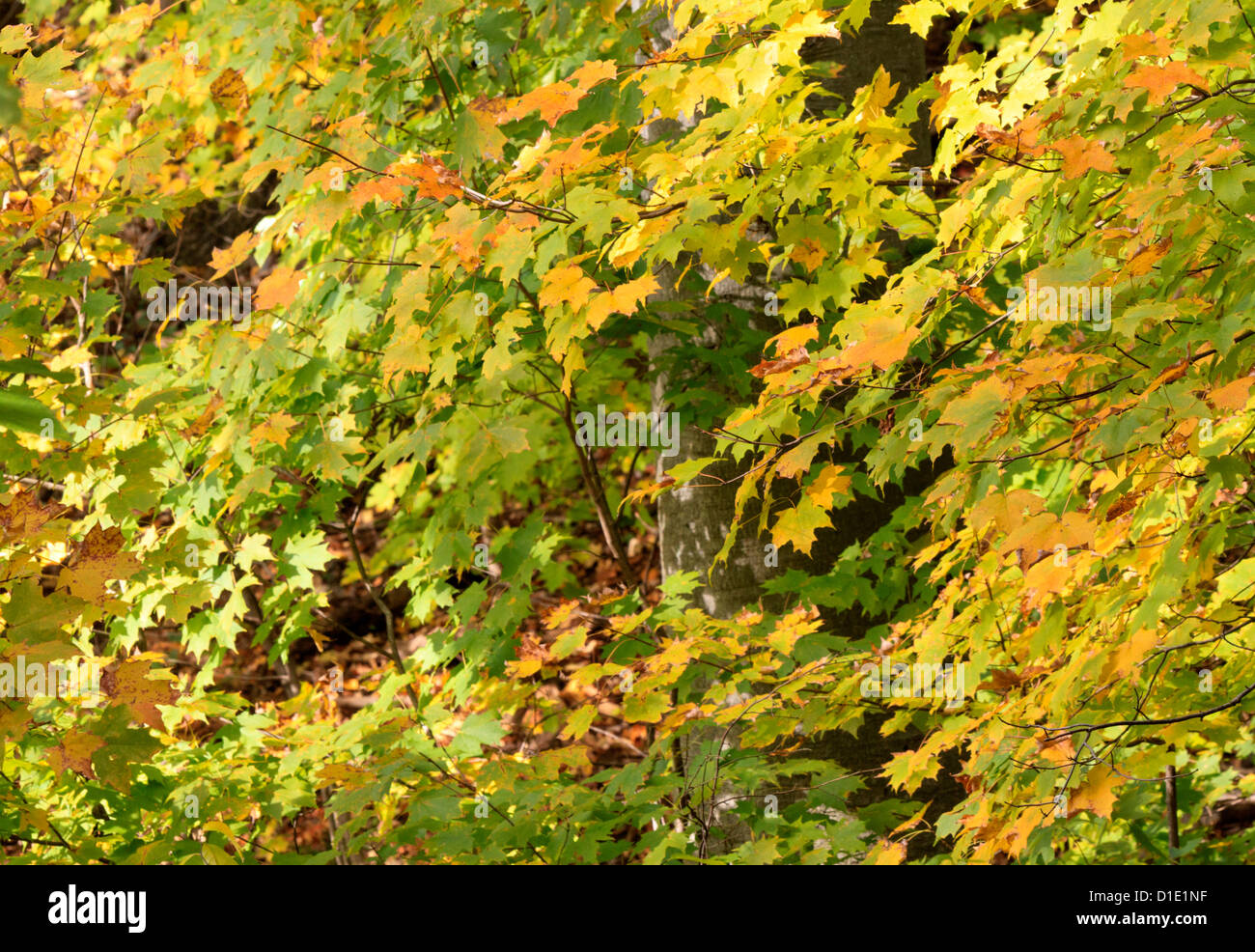 Maple leaves in the Fall Stock Photo - Alamy