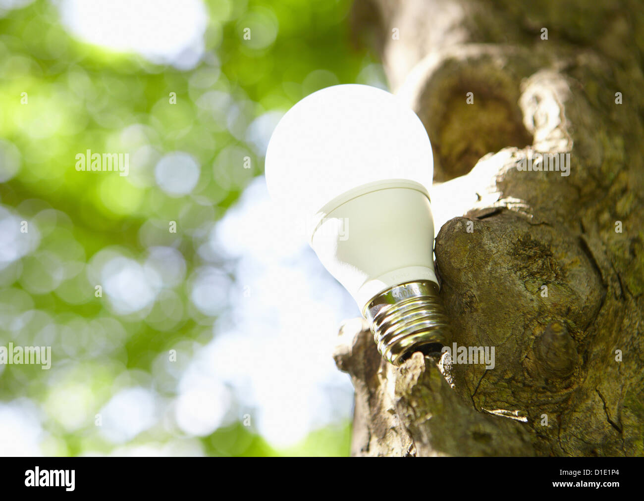 Trees and a LED bulb Stock Photo - Alamy