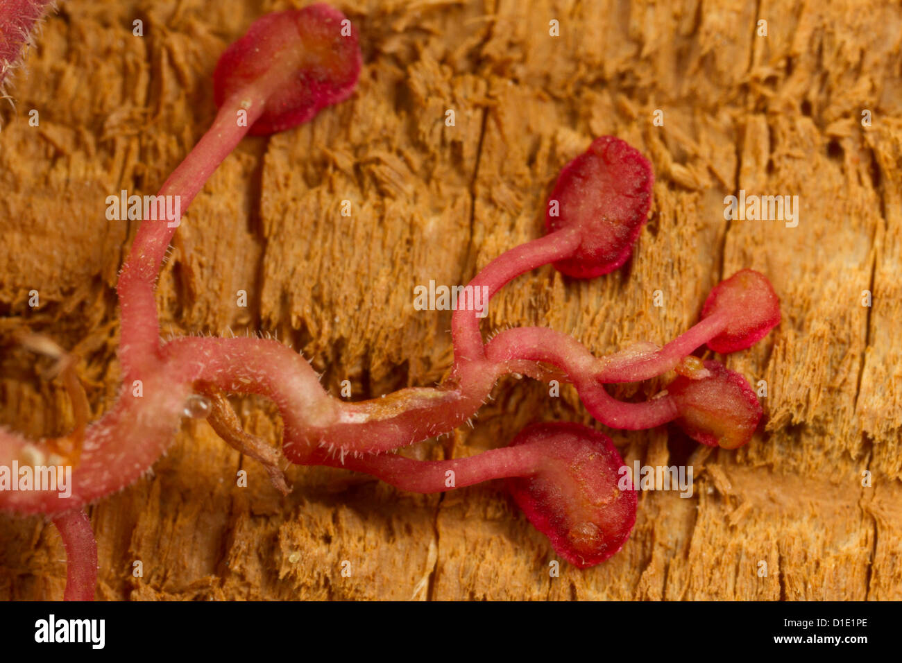 Tendrils of a Virginia creeper, to support the plant as it grows Stock ...