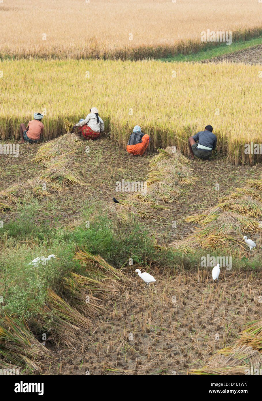 Indian men and women cutting rice plants by hand at harvest time ...