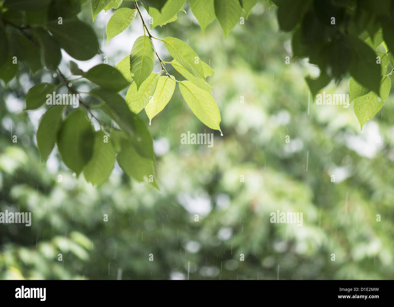 Water drops falling from leaves Stock Photo - Alamy