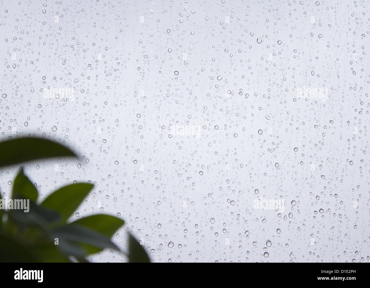 Water drops on a window Stock Photo - Alamy