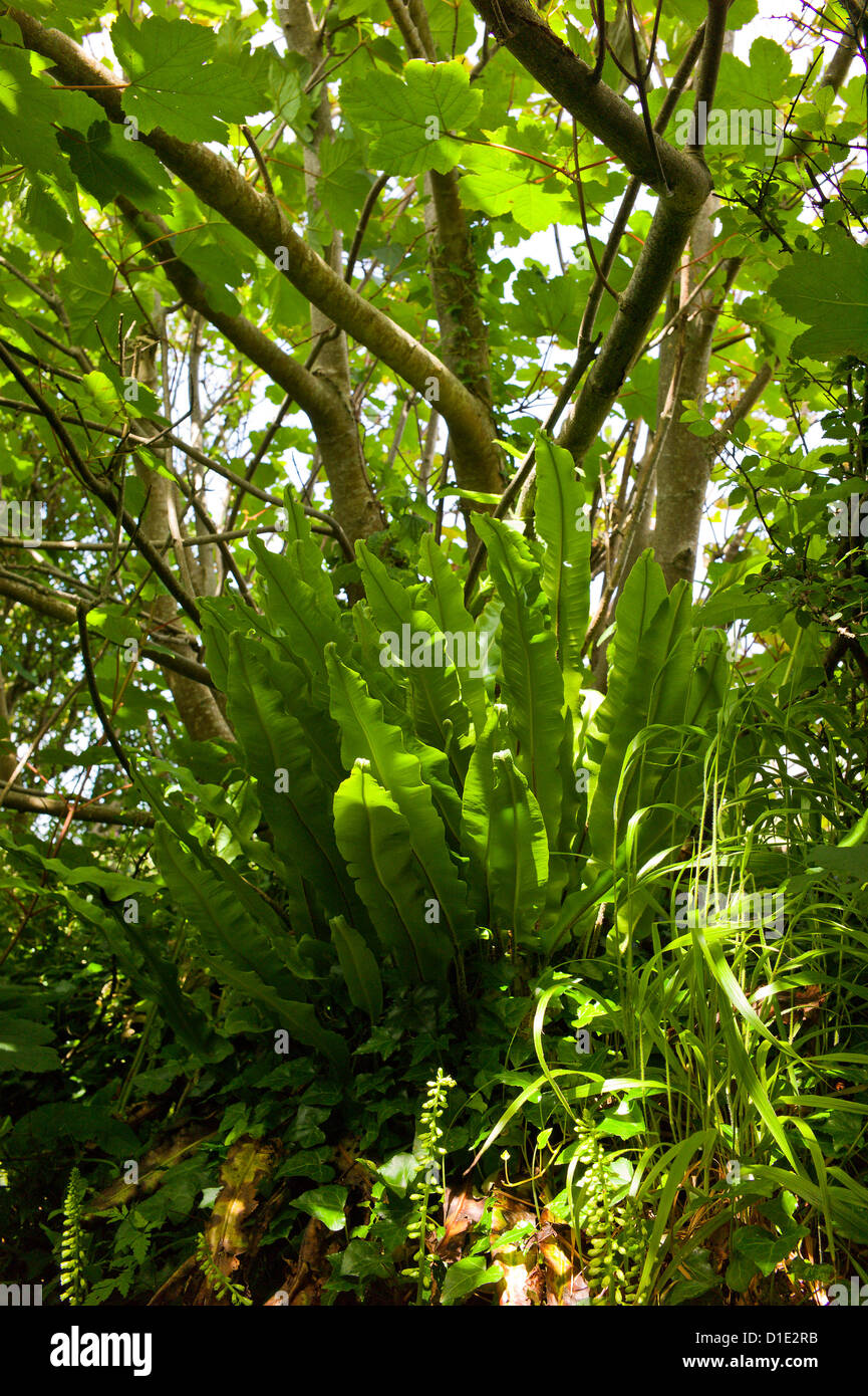 Grass and ferns hi-res stock photography and images - Alamy