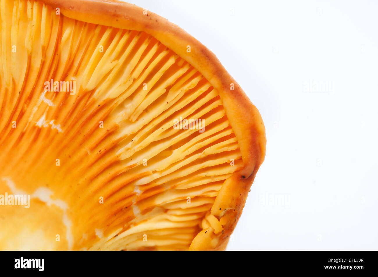 Gill-like ridges of chanterelle mushroom cap isolated on white ...