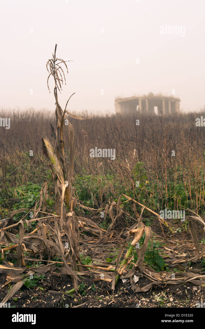 Fog corn field hi-res stock photography and images - Alamy