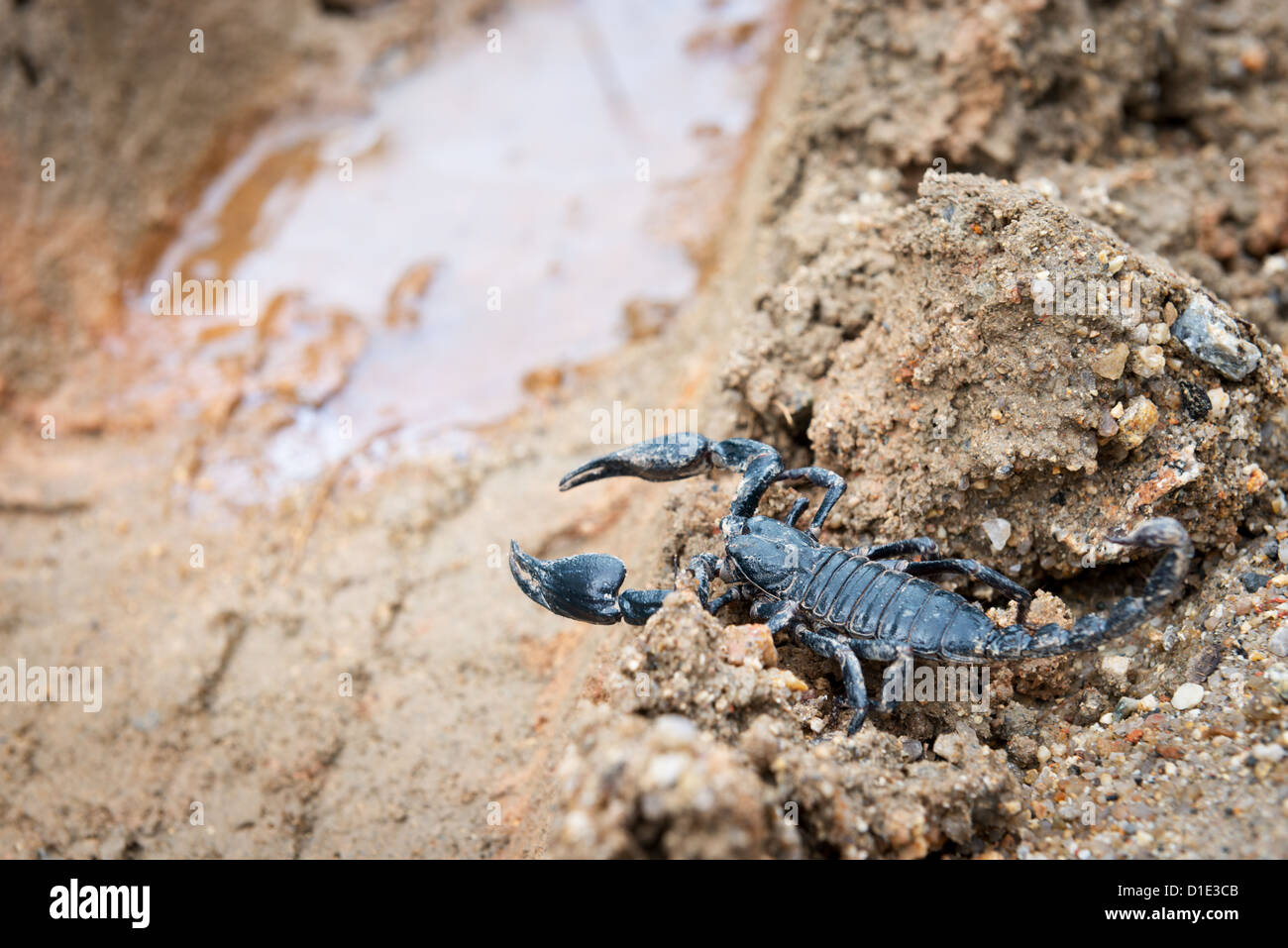 Scorpion fauna hi-res stock photography and images - Alamy
