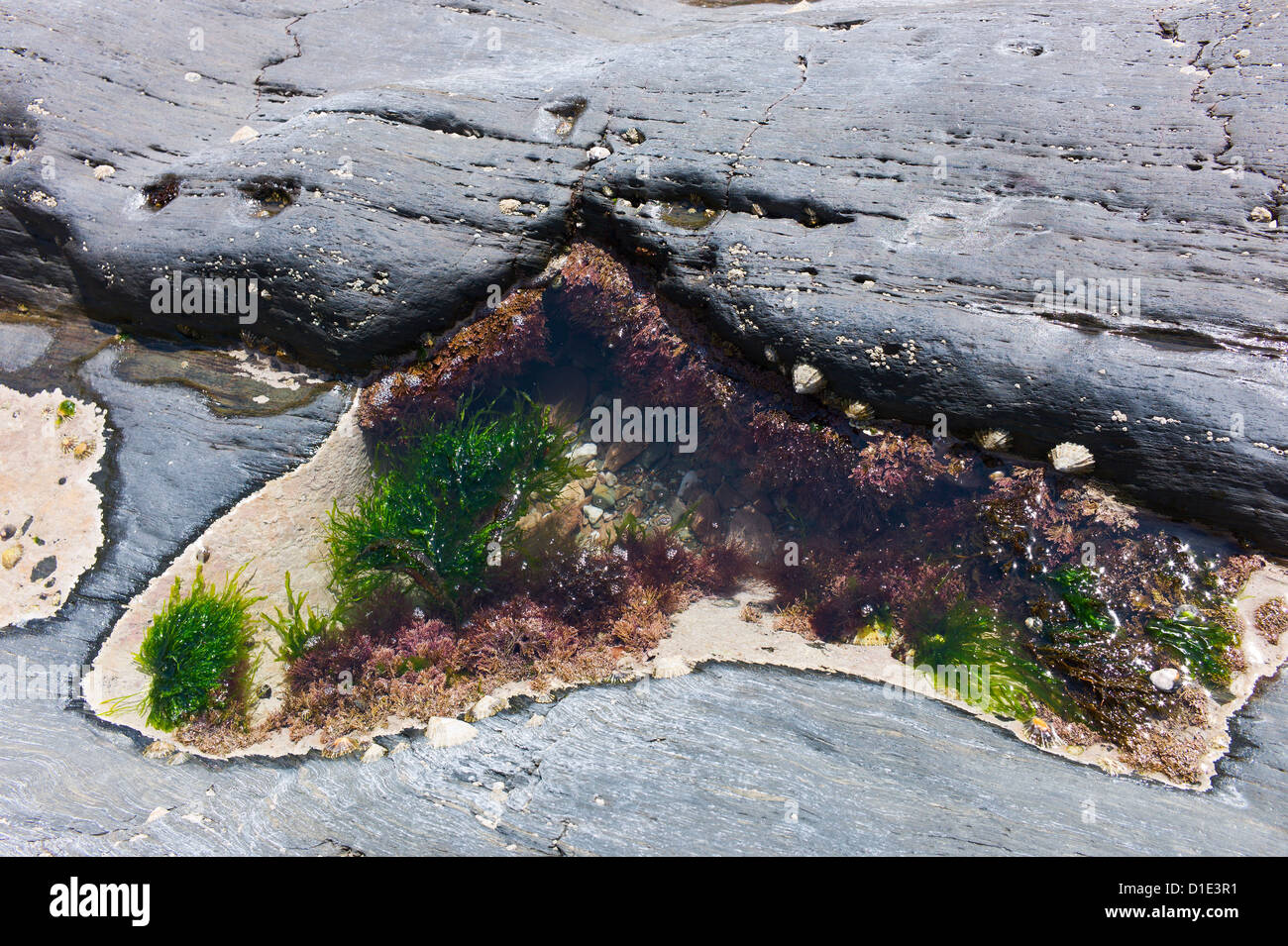 Rockpool on the beach at Ayrmer Cove, Ringmore, Devon, England, UK ...