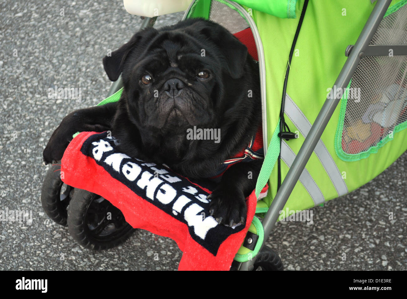 Naha (Okinawa, Japan), lazy dog carried around in a carriage by its ...
