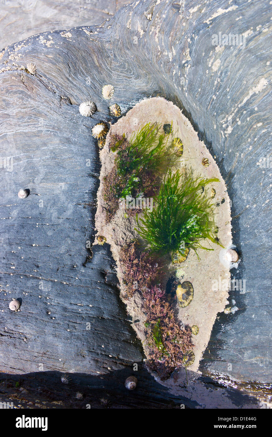 Rockpools on the beach at Ayrmer Cove, Ringmore, Devon, England, UK ...