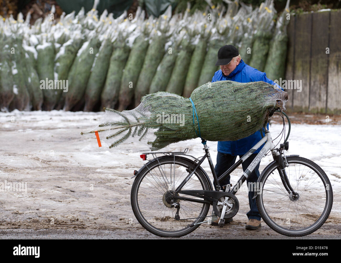A man transports a Christmas tree on his bicycle in Osnabrueck, Germany ...