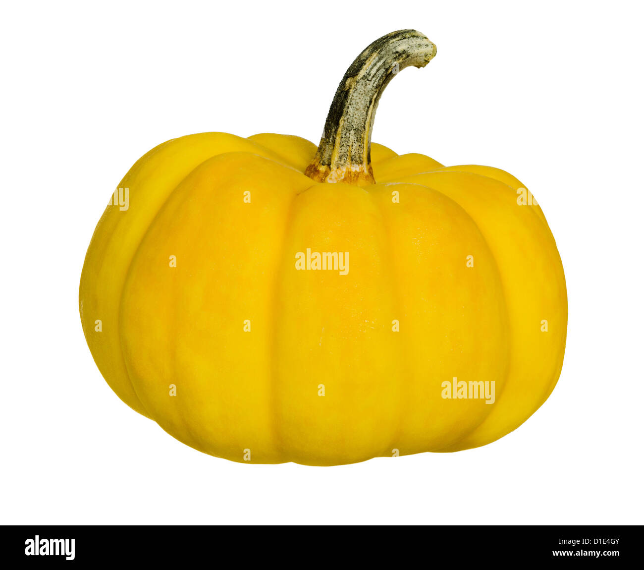Single fresh yellow pumpkin isolated on white background Stock Photo ...