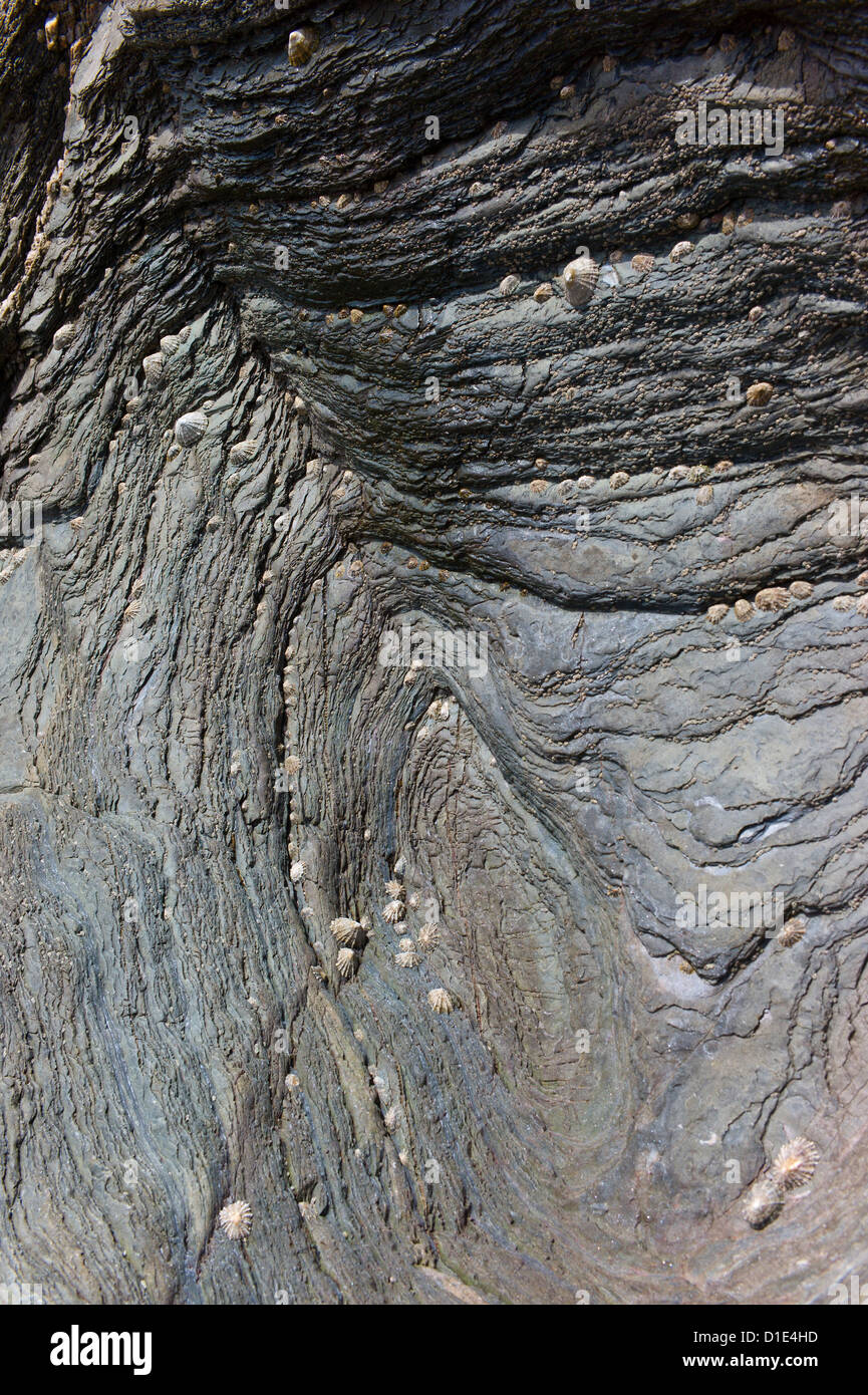 Detail of rock formations on the beach at Ayrmer Cove, Ringmore, Devon ...