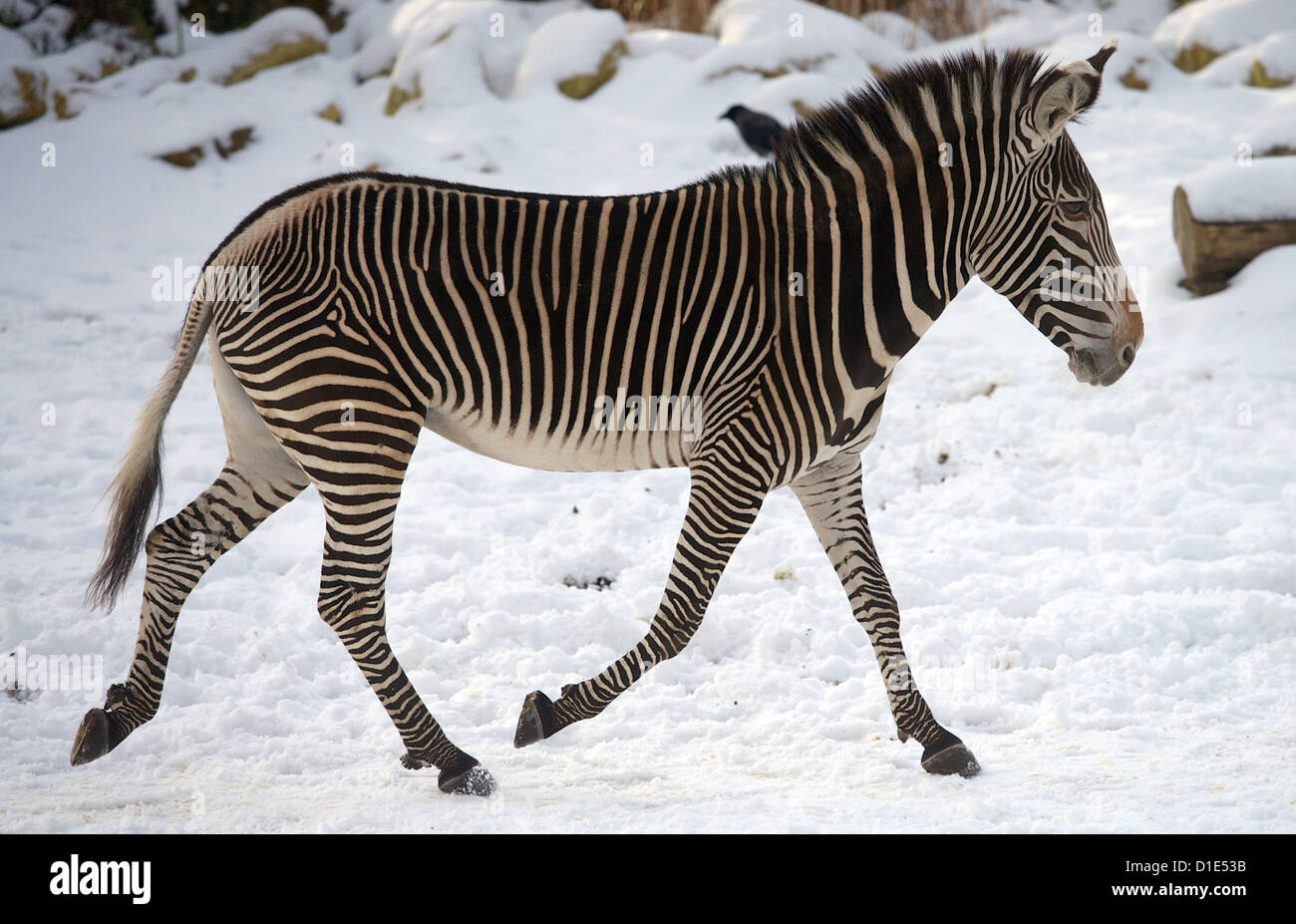 Grevy's zebra (Equus grevyi) trots through the snow at the Leipzig Zoo ...