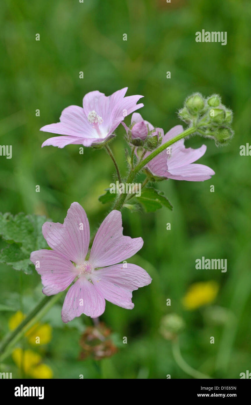 Pink malva sylvestris hi-res stock photography and images - Alamy