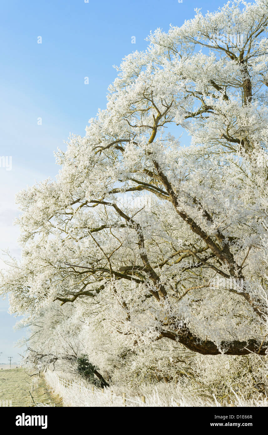 Hoar frost trees hi-res stock photography and images - Alamy