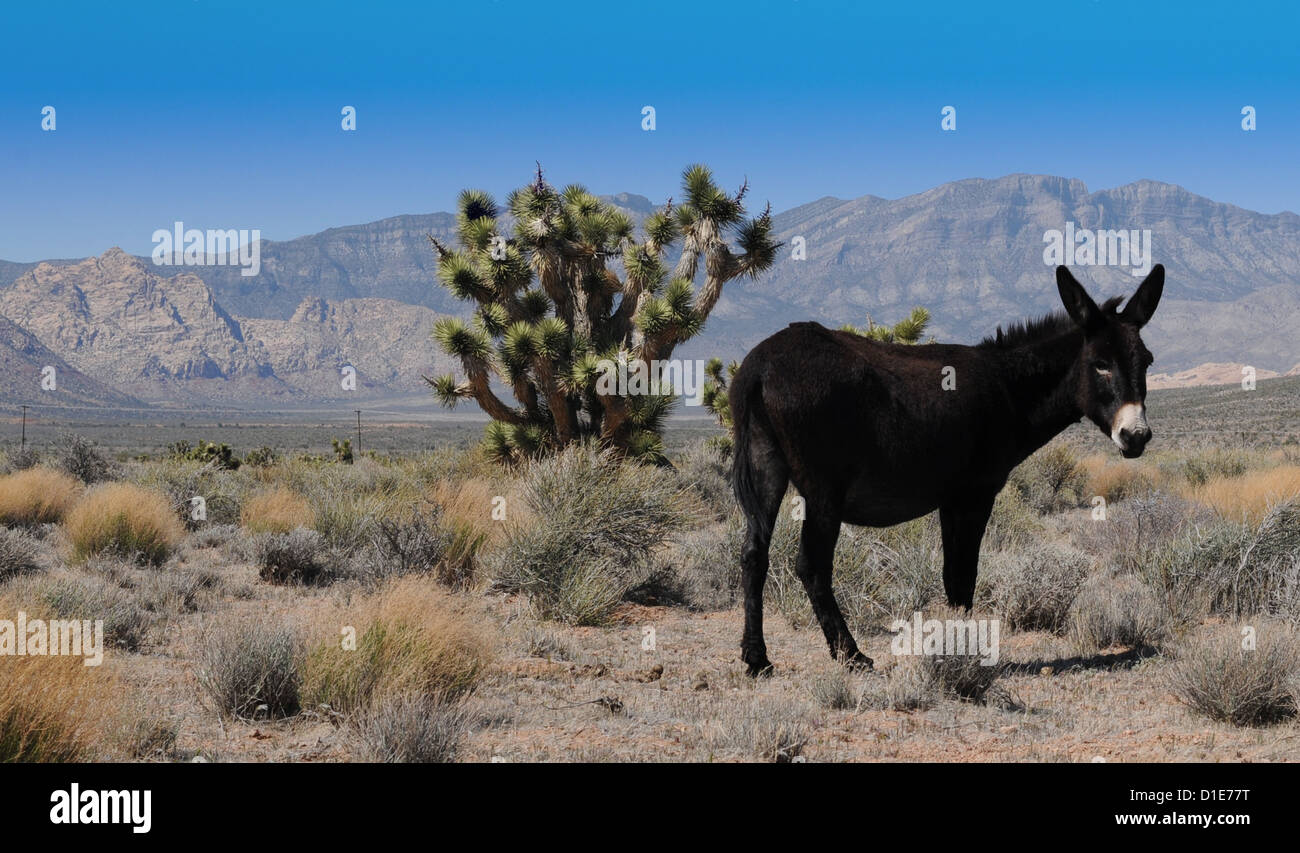 Burro grand canyon hi-res stock photography and images - Alamy