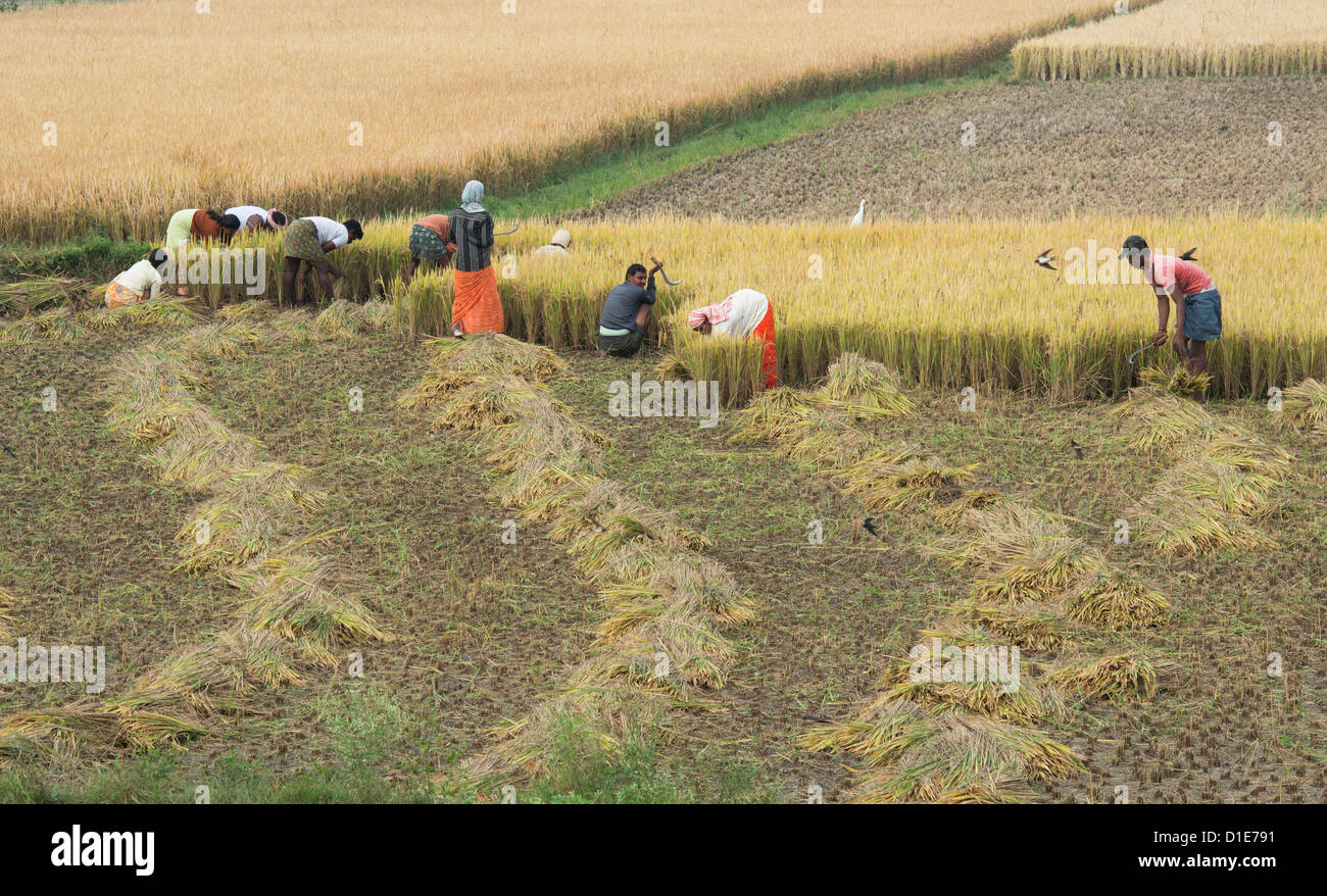 Indian men and women cutting rice plants by hand at harvest time ...