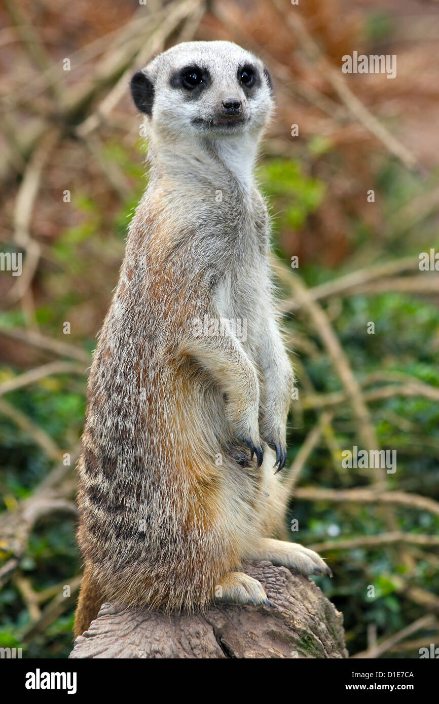 Meerkat (Suricata suricatta). a small mammal belonging to the mongoose ...