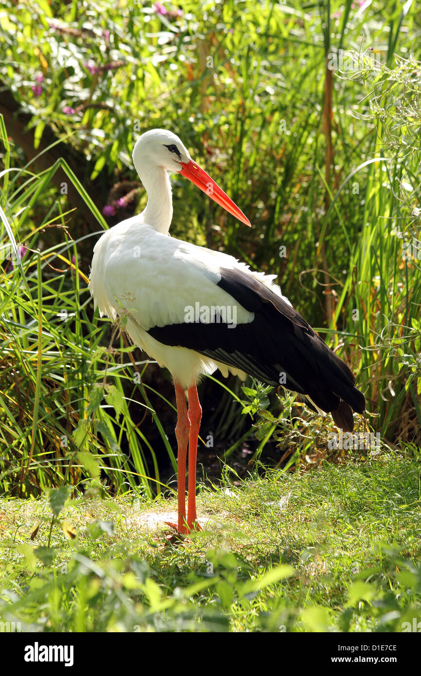 White stork (Ciconia ciconia), a large bird in the stork family ...