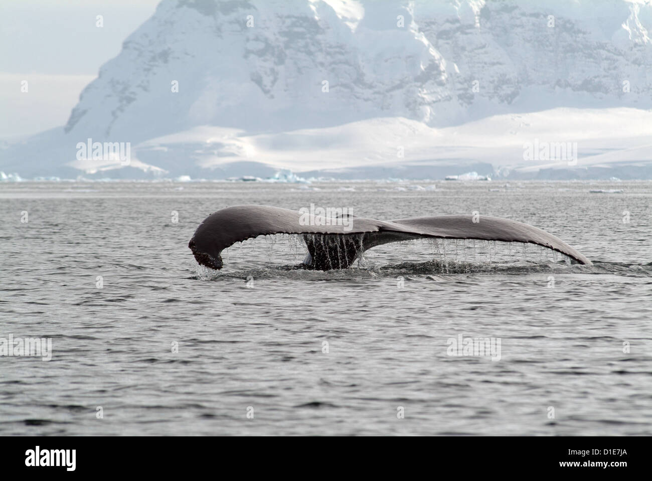 Humpback whale rising out of the sea, Antarctica, Polar Regions Stock ...