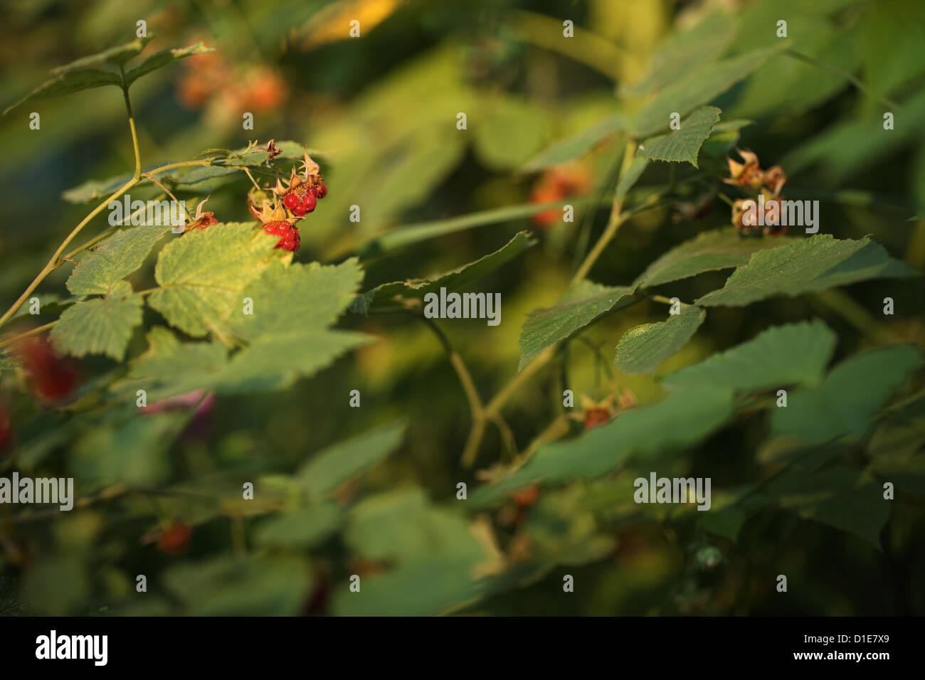 Wild raspberry. Raspberry tree. Professional shooting. Professional ...