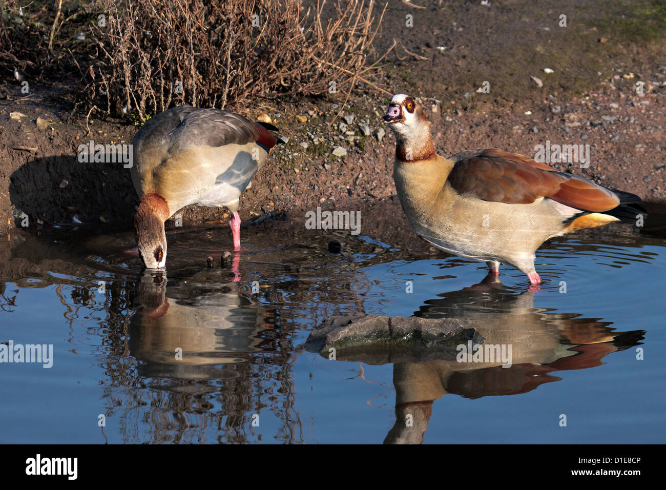 Egyptian Geese (alopochen aegyptiacus Stock Photo - Alamy