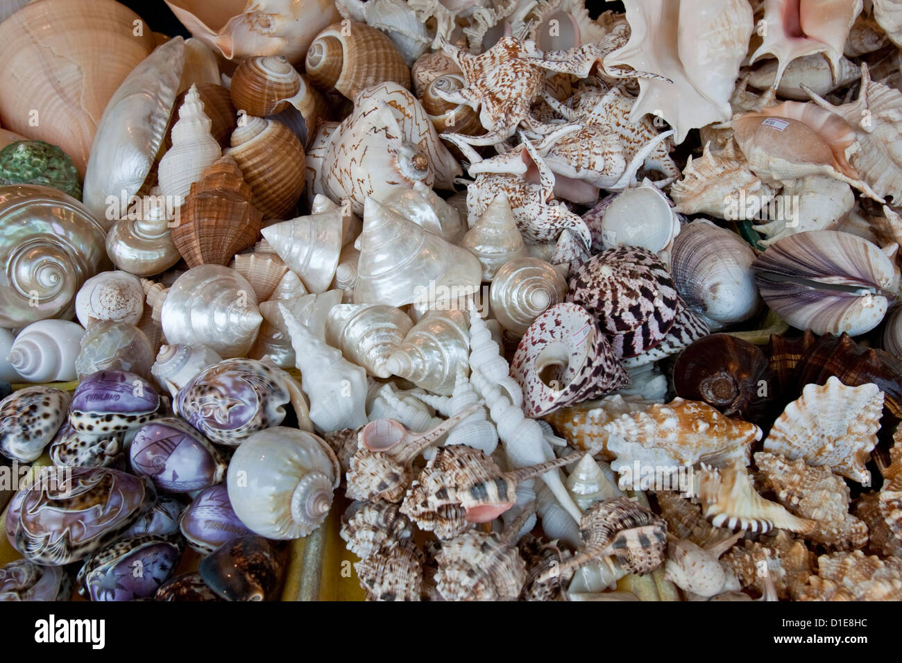 Sea Shells For Sale, Hua Hin, Thailand Stock Photo - Alamy