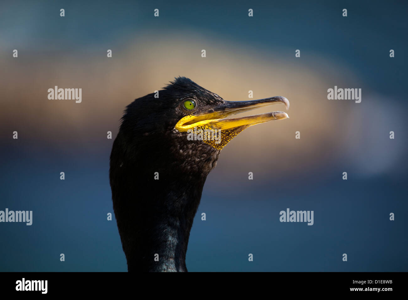 Shag bird european hi-res stock photography and images - Alamy