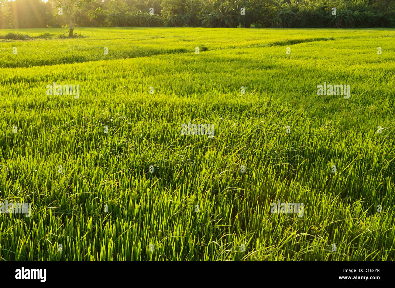Rice fields, Polonnaruwa, Sri Lanka, Asia Stock Photo - Alamy