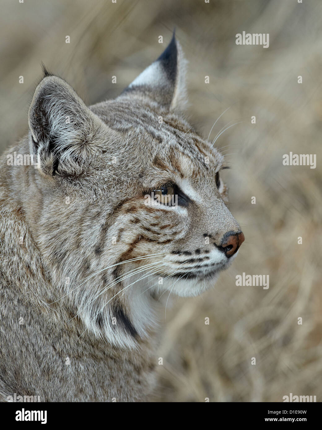 Bobcat (Lynx rufus), Living Desert Zoo And Gardens State Park, New ...